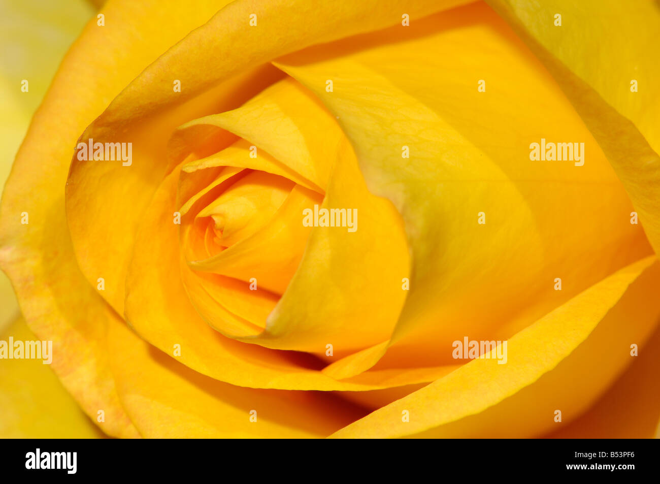 newly opened Yellow rose Stock Photo - Alamy
