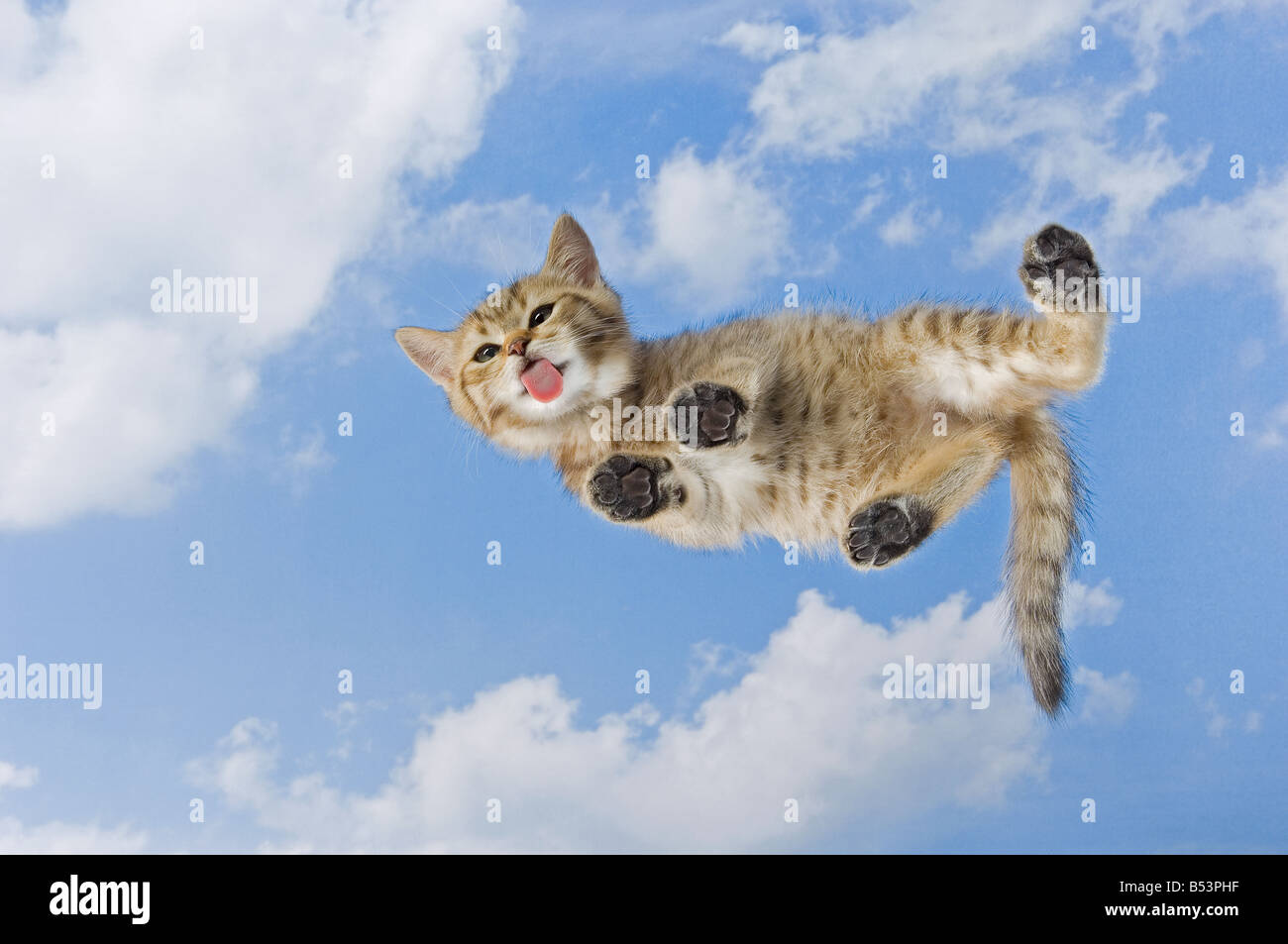 British Shorthair kitten - bottom view Stock Photo - Alamy