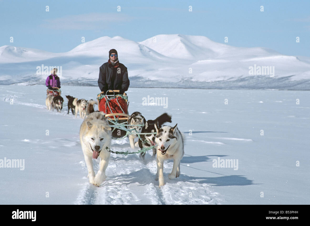 huskies - pulling sledge Stock Photo - Alamy