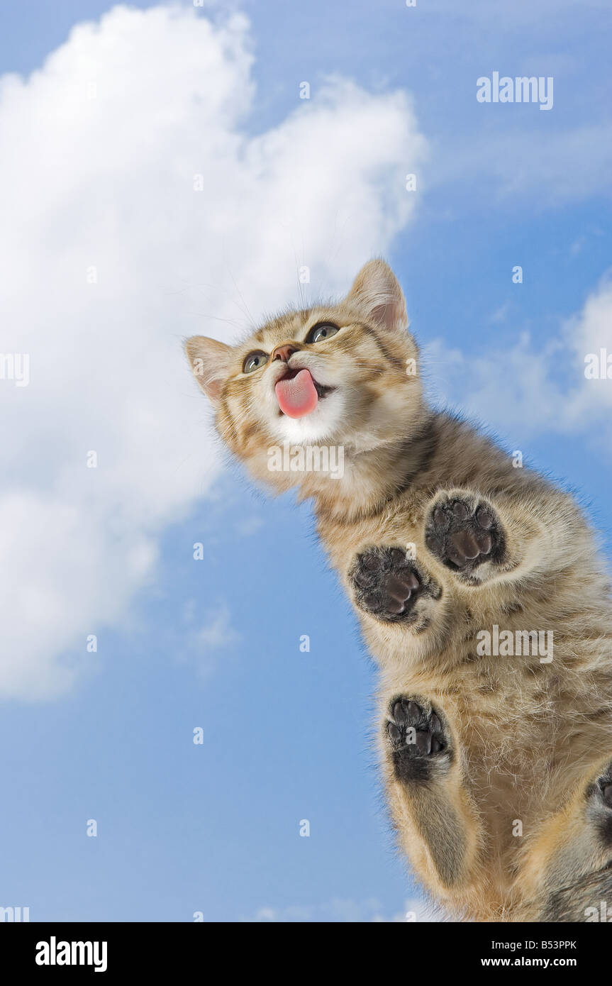 British Shorthair kitten - bottom view Stock Photo - Alamy