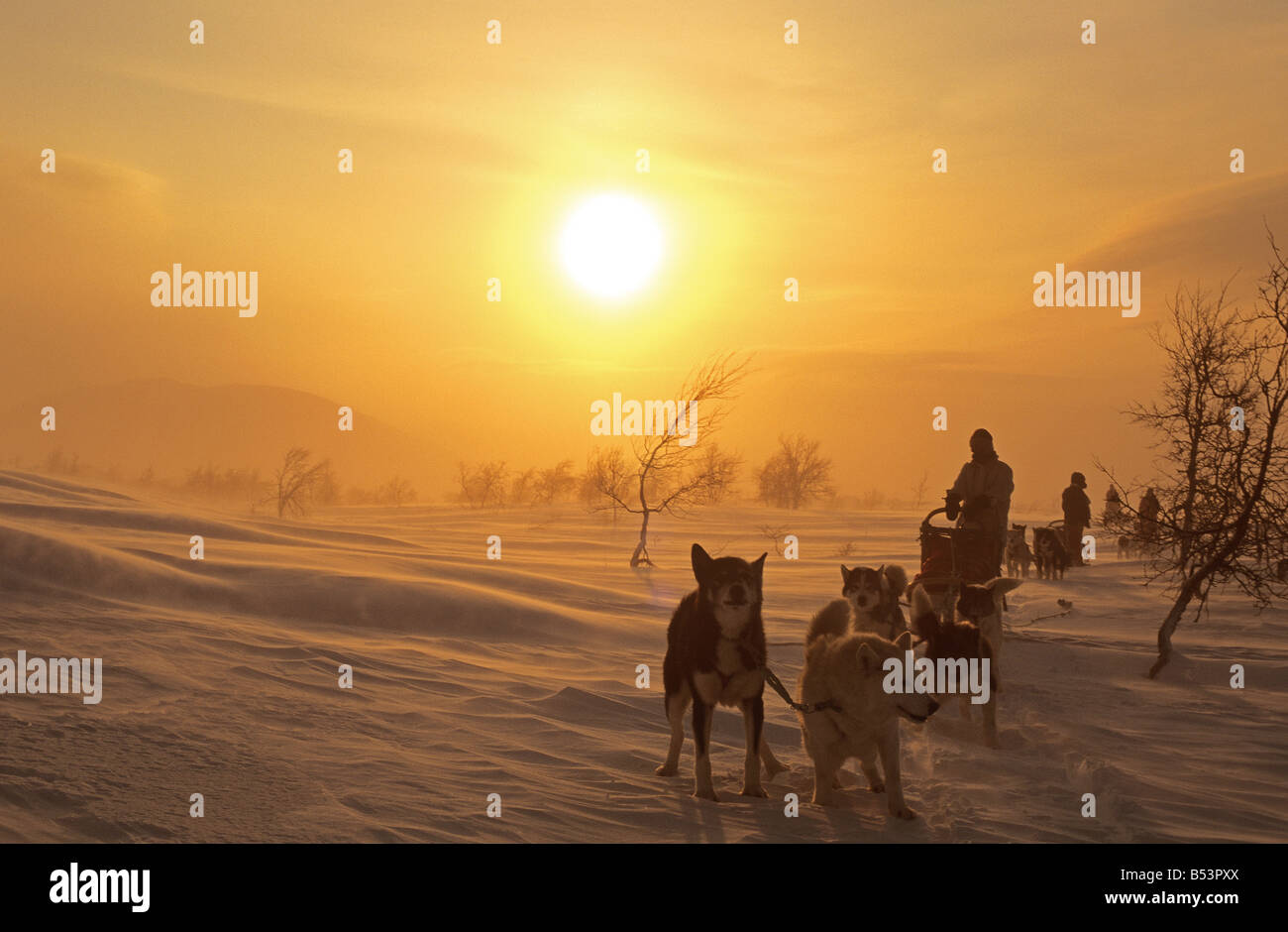 huskies - pulling sledge in storm Stock Photo - Alamy