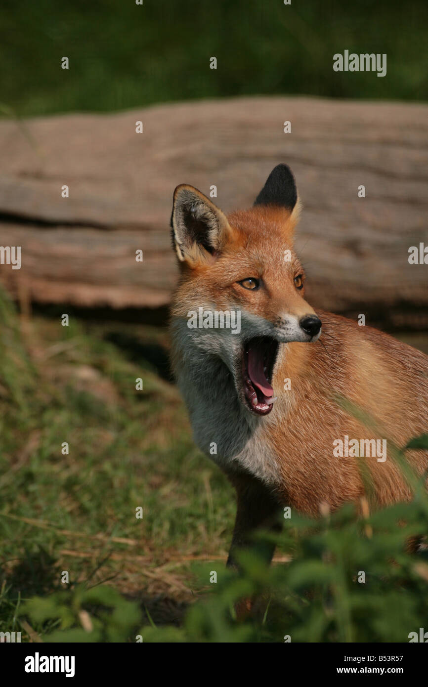 Fox open mouth teeth hi-res stock photography and images - Alamy