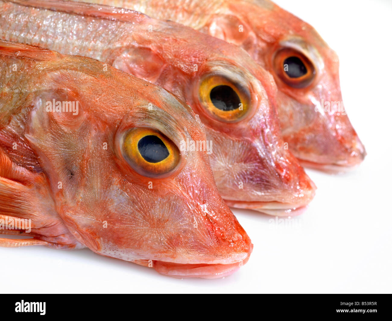 3 Gurnard fish heads Stock Photo - Alamy