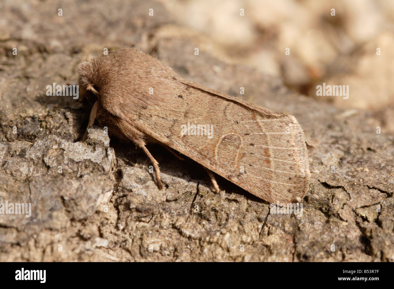 Common Quaker moth (Orthosia cerasi) resting on bark, England, UK Stock ...