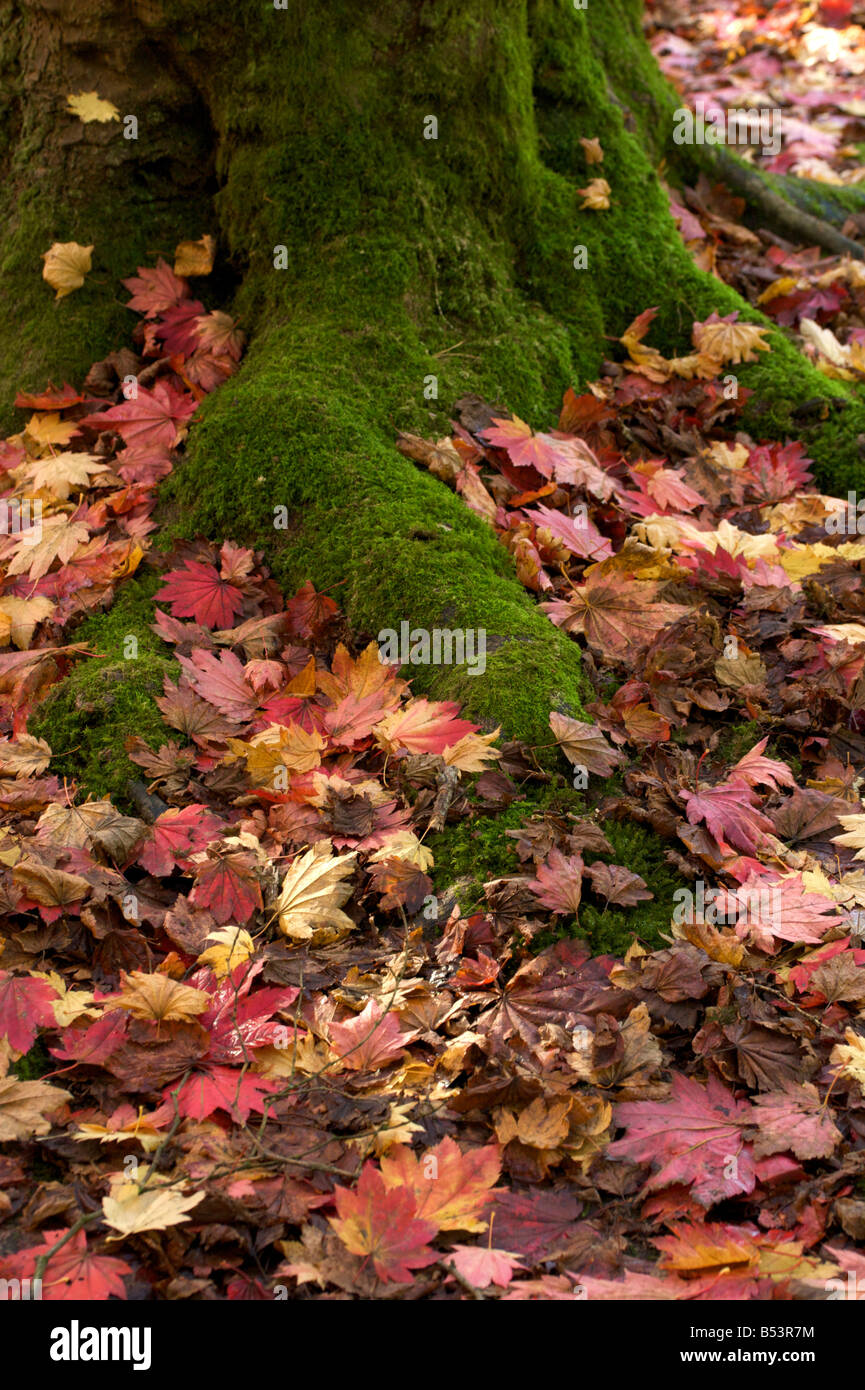 Tree Roots & Fallen Autumnal leaves Stock Photo - Alamy