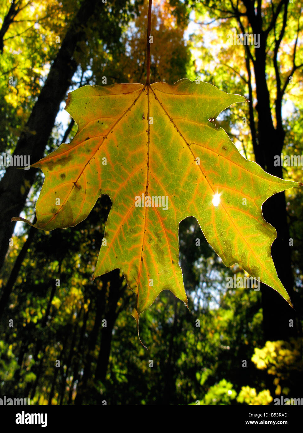 Large maple leaf hanging in forest Stock Photo - Alamy