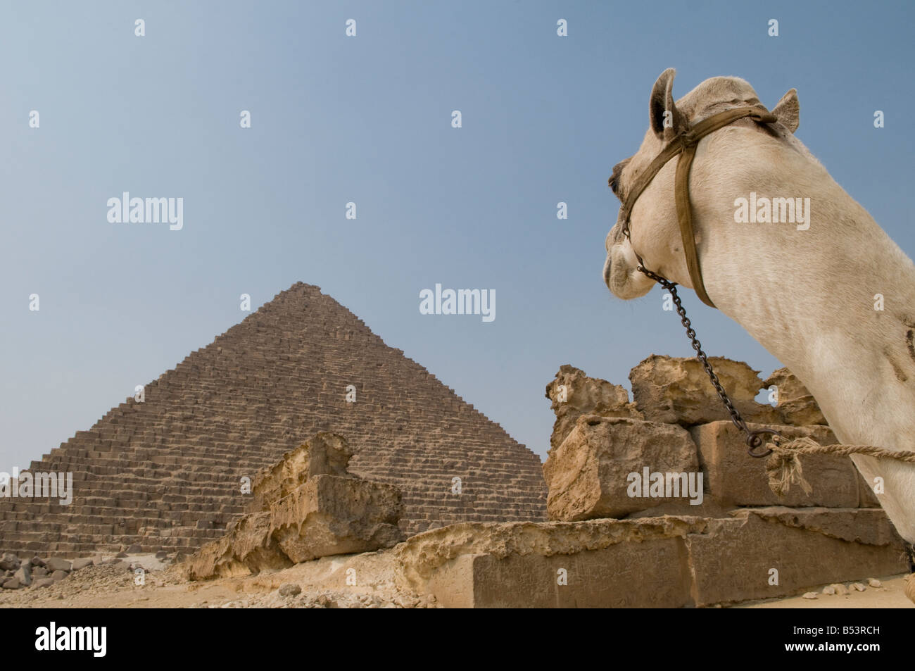 A camel stands next to the Pyramid of Menkaure in Giza plateau Cairo ...