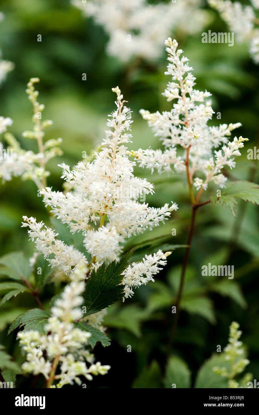 Astilbe japonica 'Washington' Stock Photo - Alamy