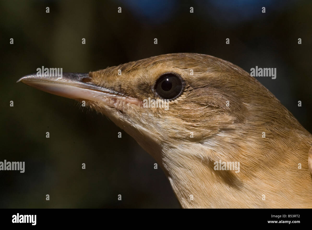 Acrocephalus arundinaceus Great Reed Warbler bird Stock Photo - Alamy