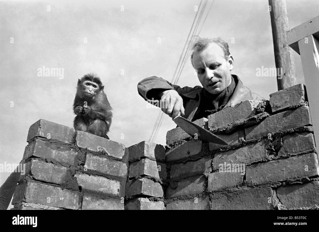 Indian Monkey watches a brickie lay down a course of bricks ...