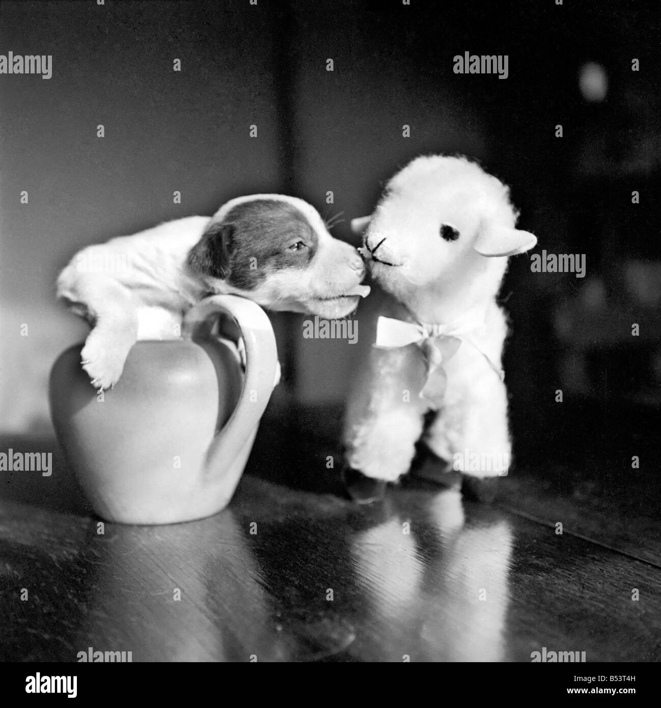 Poppy dog Black and White Stock Photos & Images - Alamy