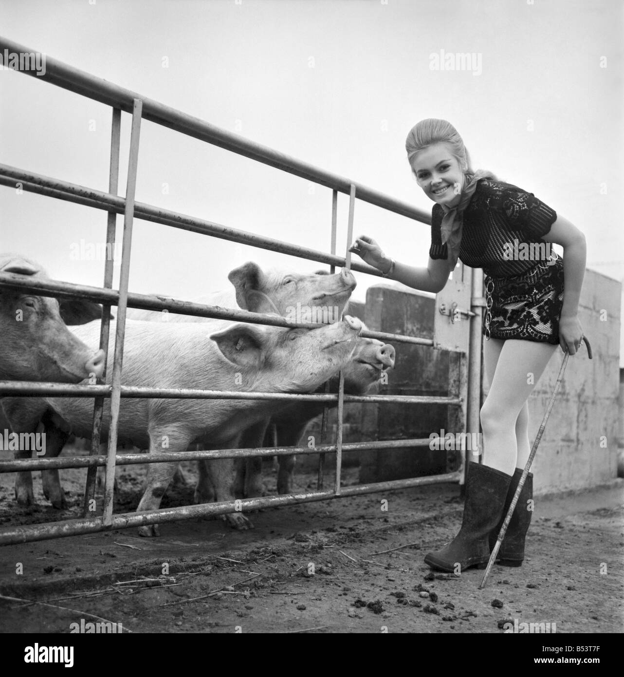 Woman with pig at her relatives farm. October 1969 Z10481-002 Stock ...