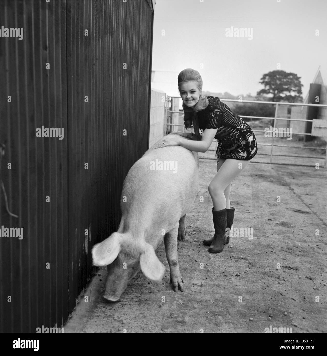 Woman with pig at her relatives farm. October 1969 Z10481-005 Stock ...