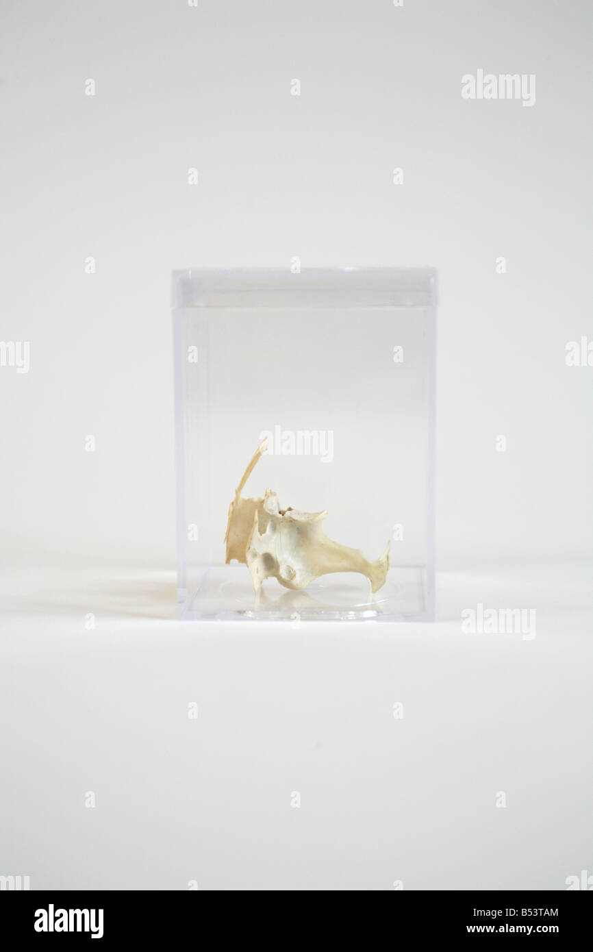 Marine skeleton hi-res stock photography and images - Alamy