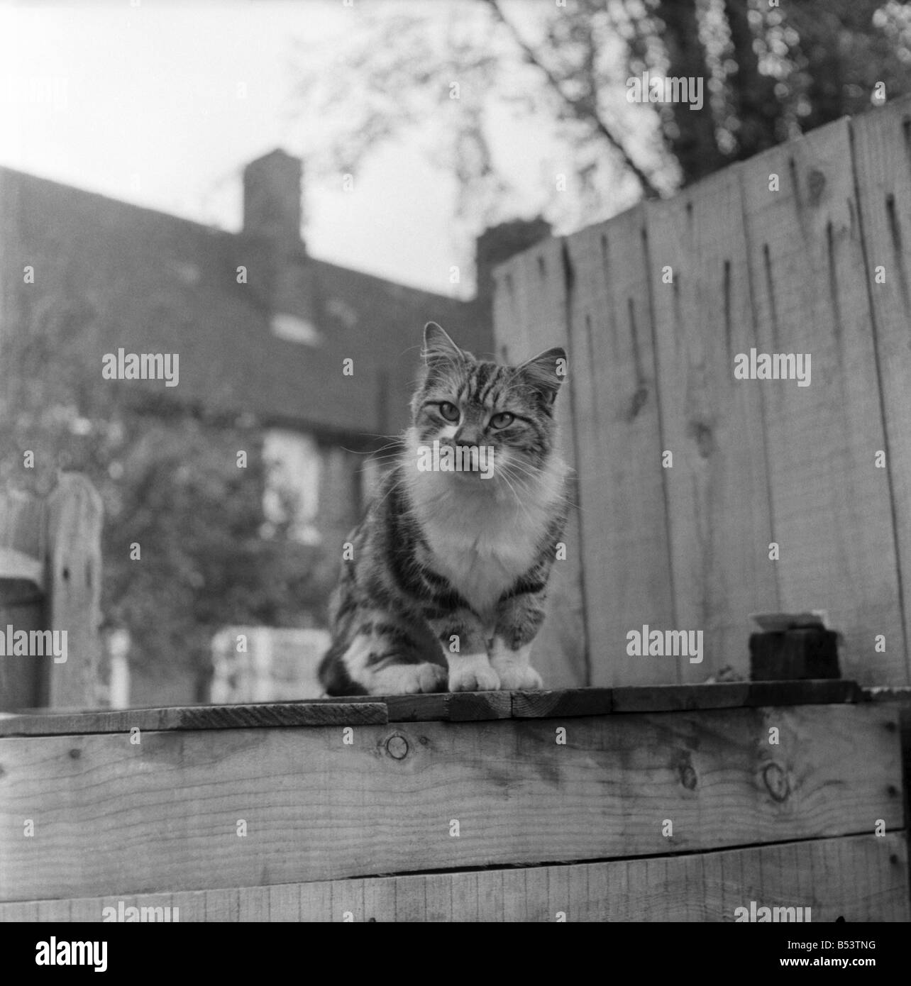 A tortoise shell tom cat. November 1969 Z10598-001 Stock Photo - Alamy