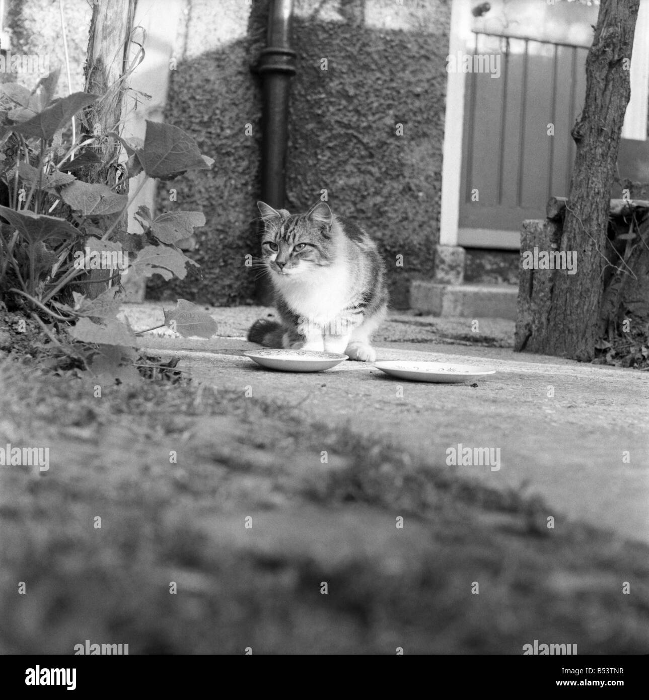 Tom the cat Black and White Stock Photos & Images - Alamy