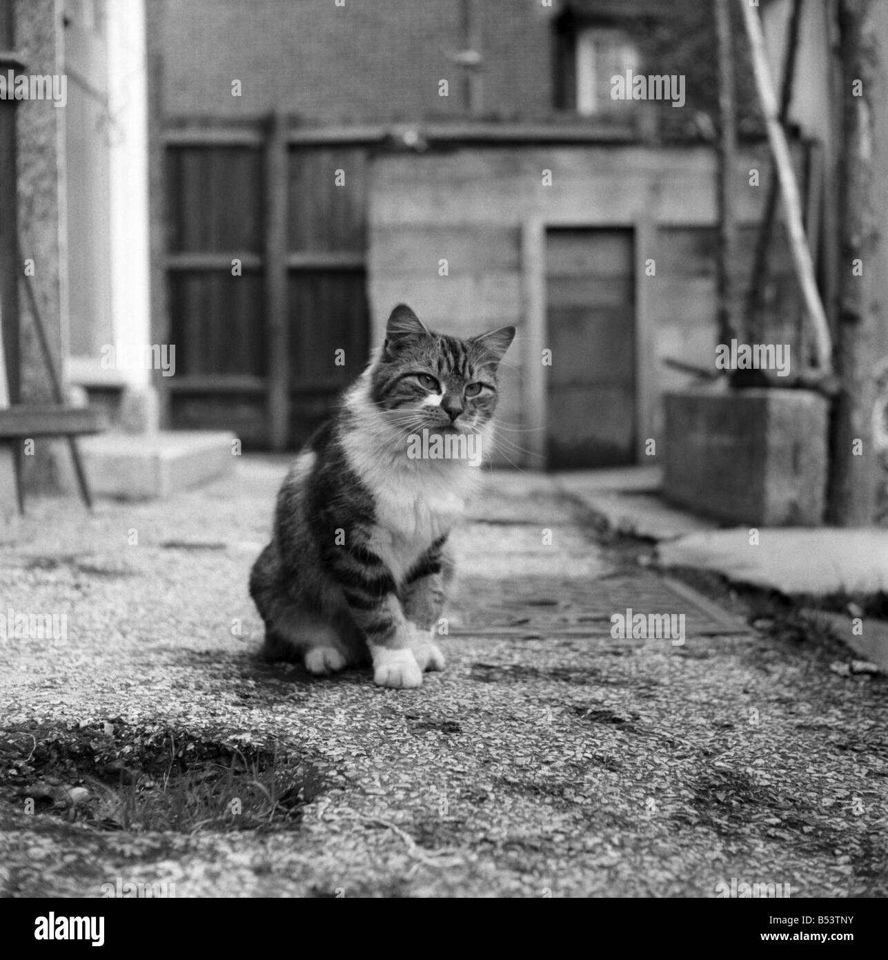 Tortoise shell cat Black and White Stock Photos & Images - Alamy