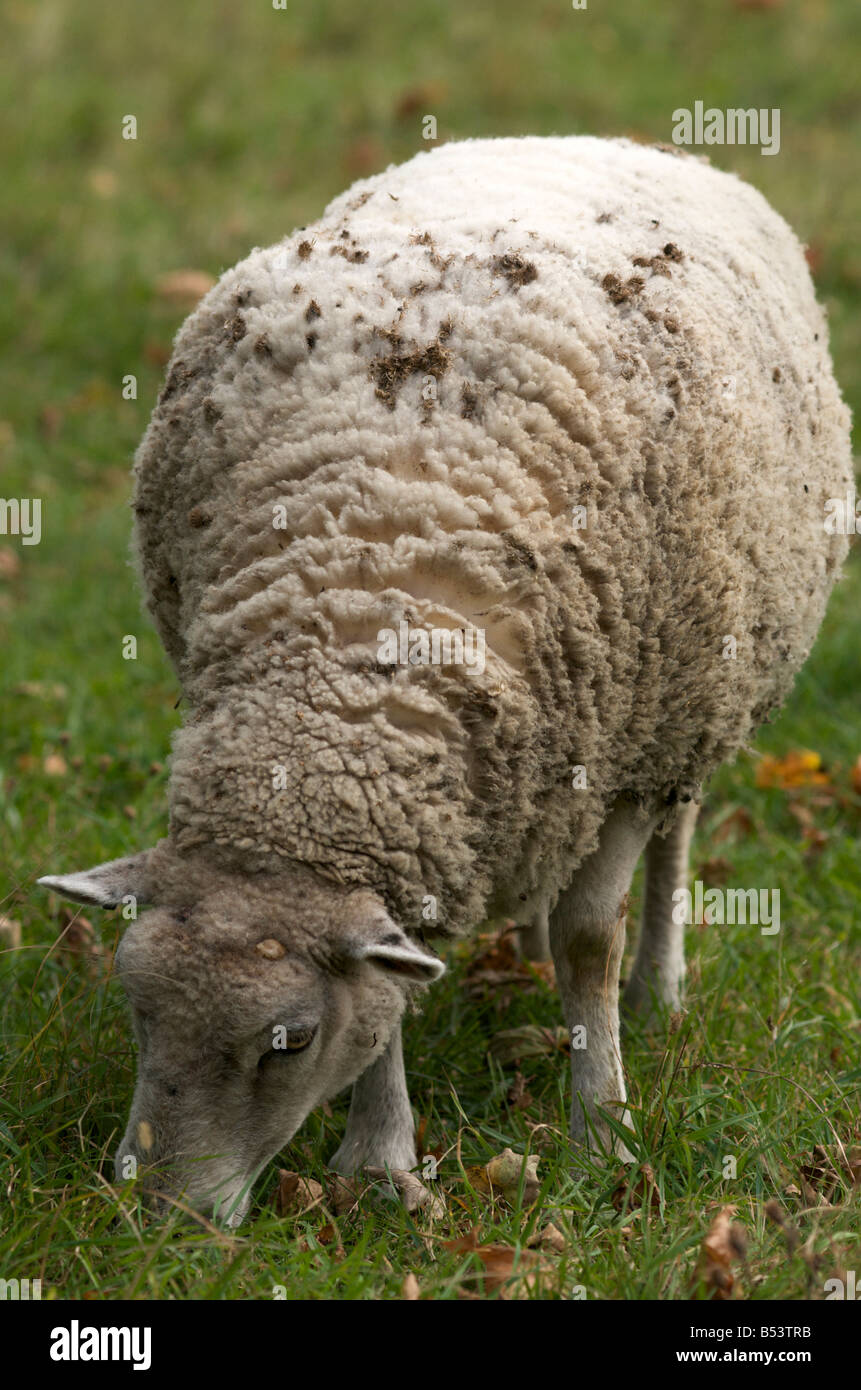 Multiple sheep hi-res stock photography and images - Alamy