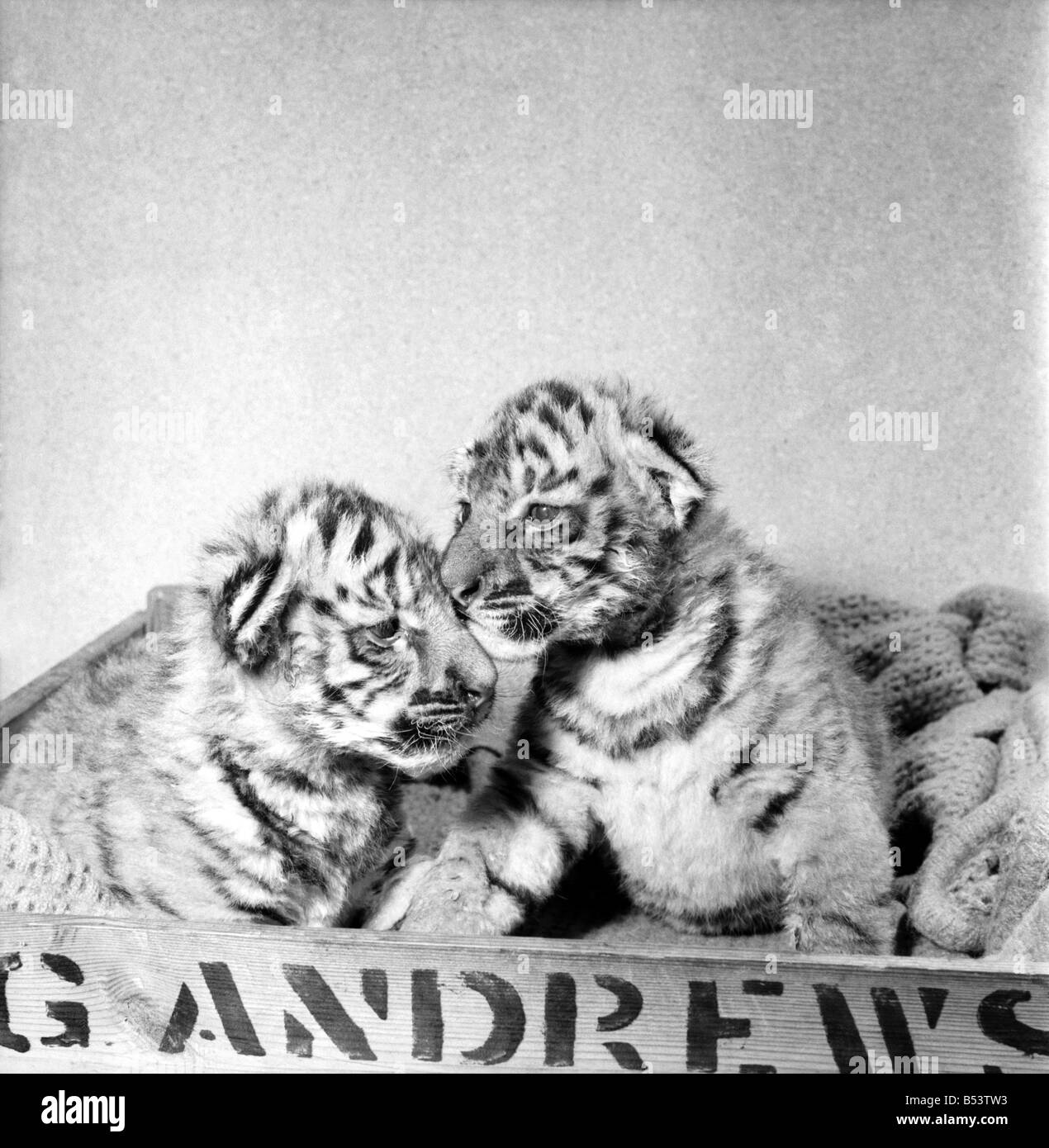 Tiger tank Black and White Stock Photos & Images - Alamy