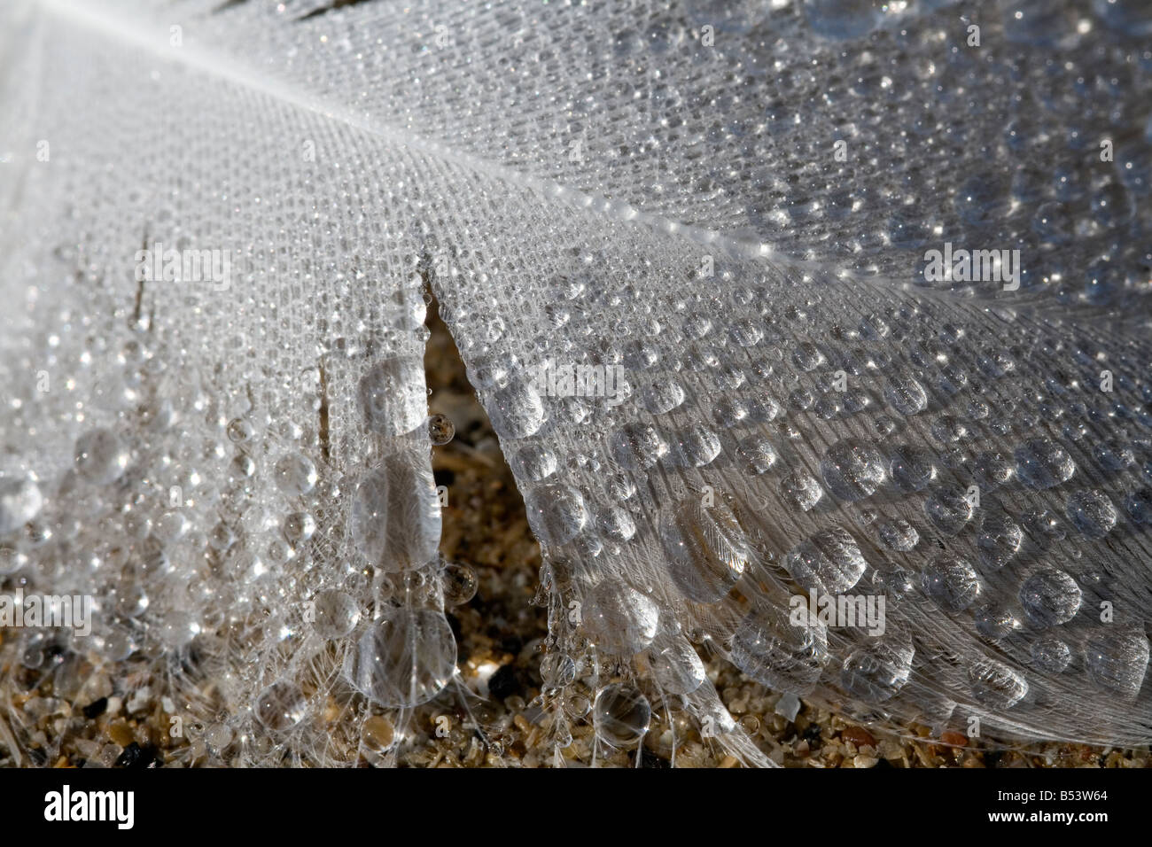 White feather glistening in late morning dew on a tranquil beach Stock ...