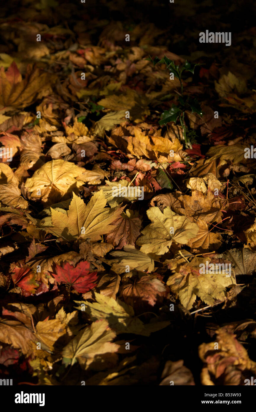 Fallen Autumn Leaves Stock Photo - Alamy
