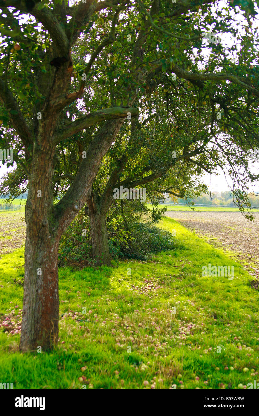 apple tree with windfall Stock Photo - Alamy