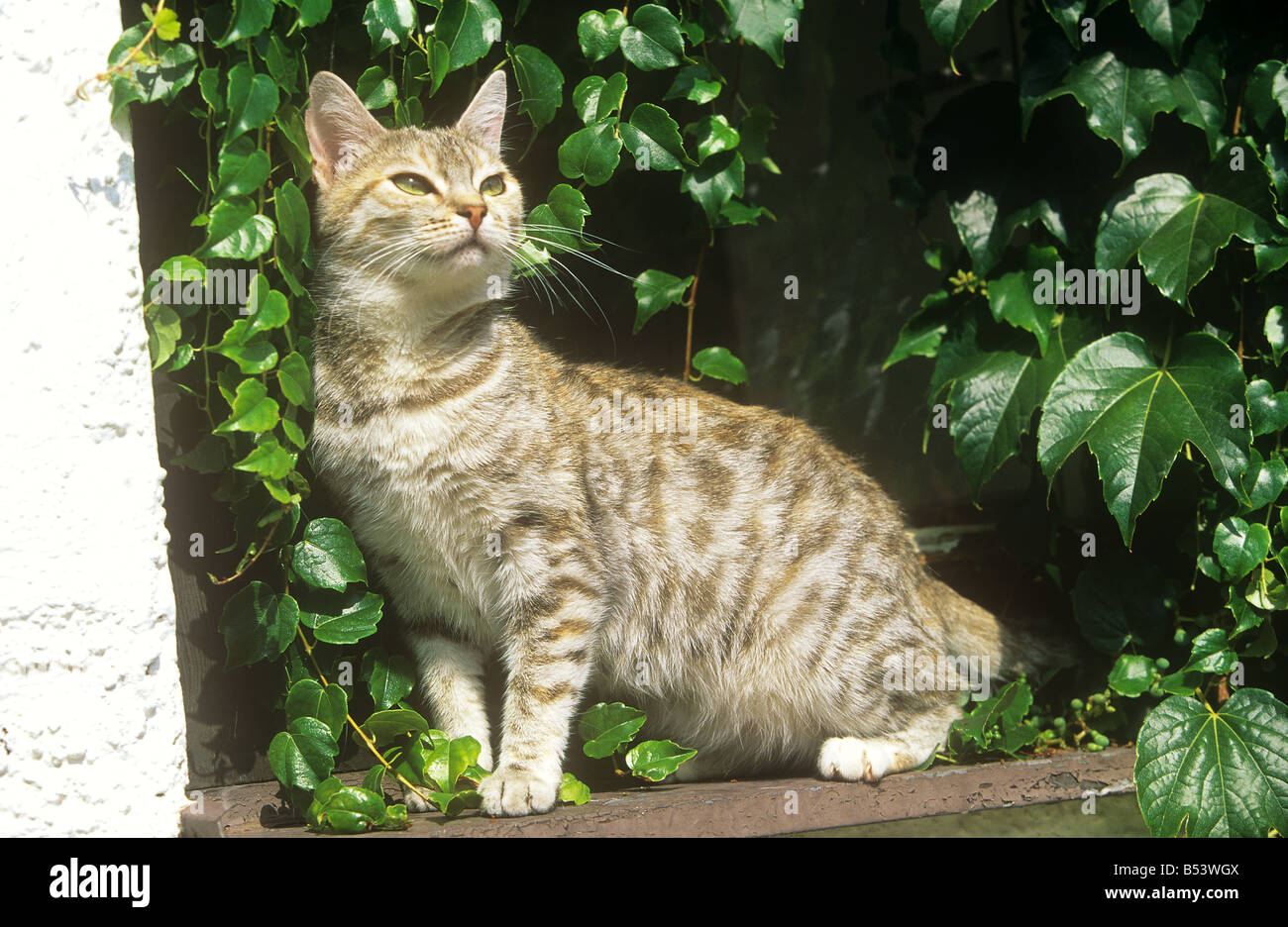 domestic cat - sitting relaxed in the sun Stock Photo - Alamy