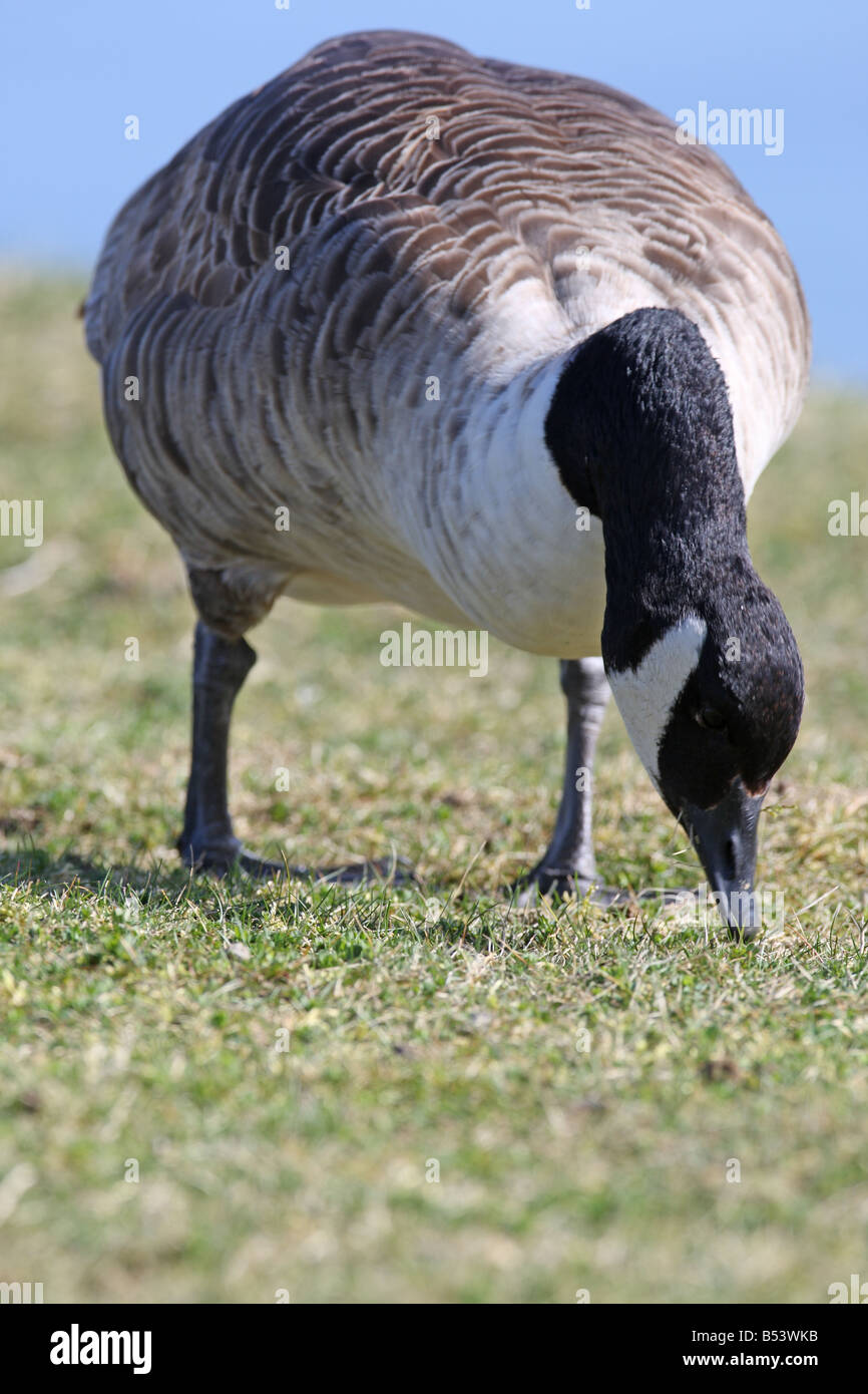CANADA GOOSE Branta canadensis GRAZING FRONT VIEW CLOSE UP Stock Photo ...