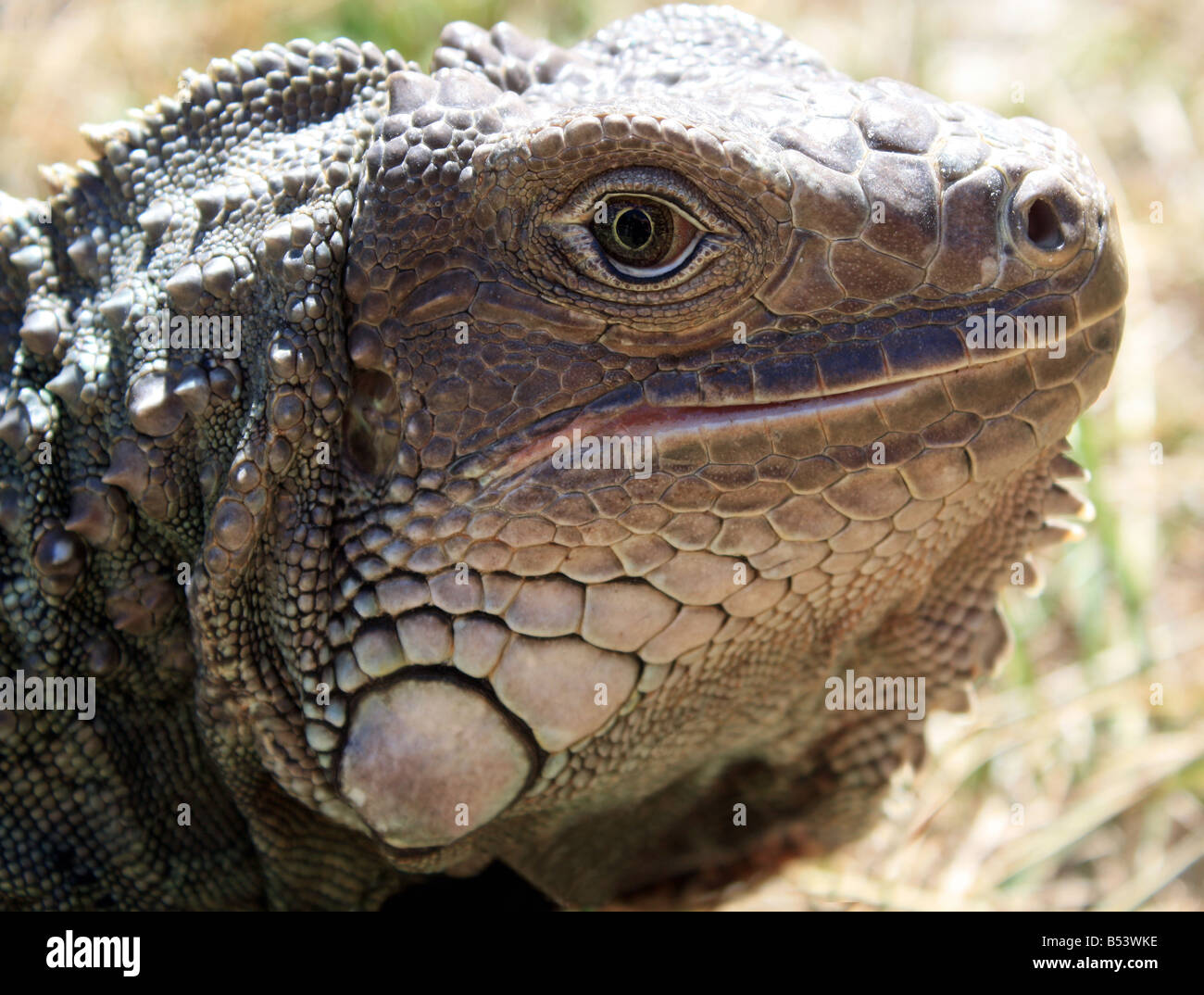 Iguana basking in the sun Stock Photo - Alamy
