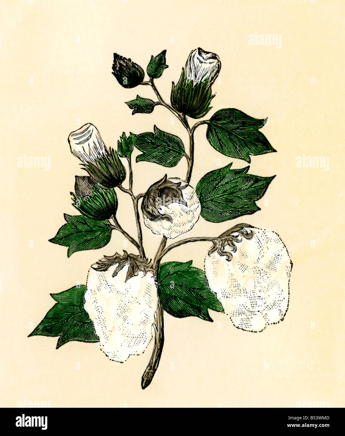 Cotton Plant Sketch