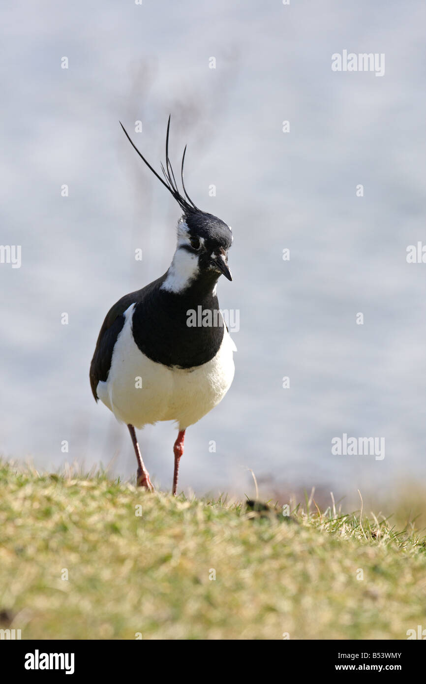 Lapwing standing hi-res stock photography and images - Alamy