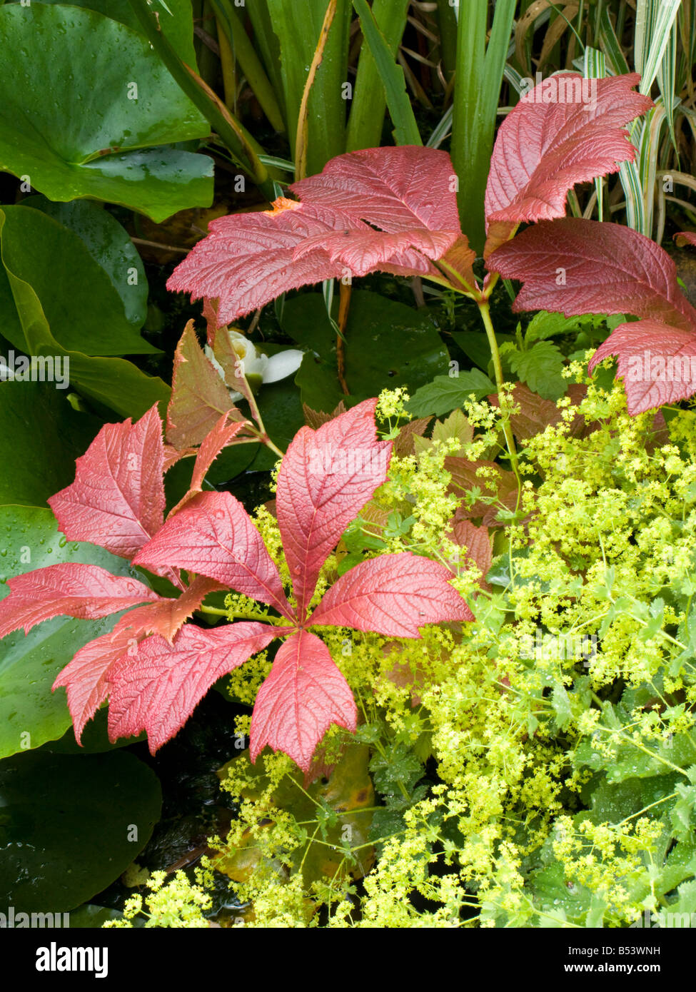 new growth in a garden border Stock Photo - Alamy