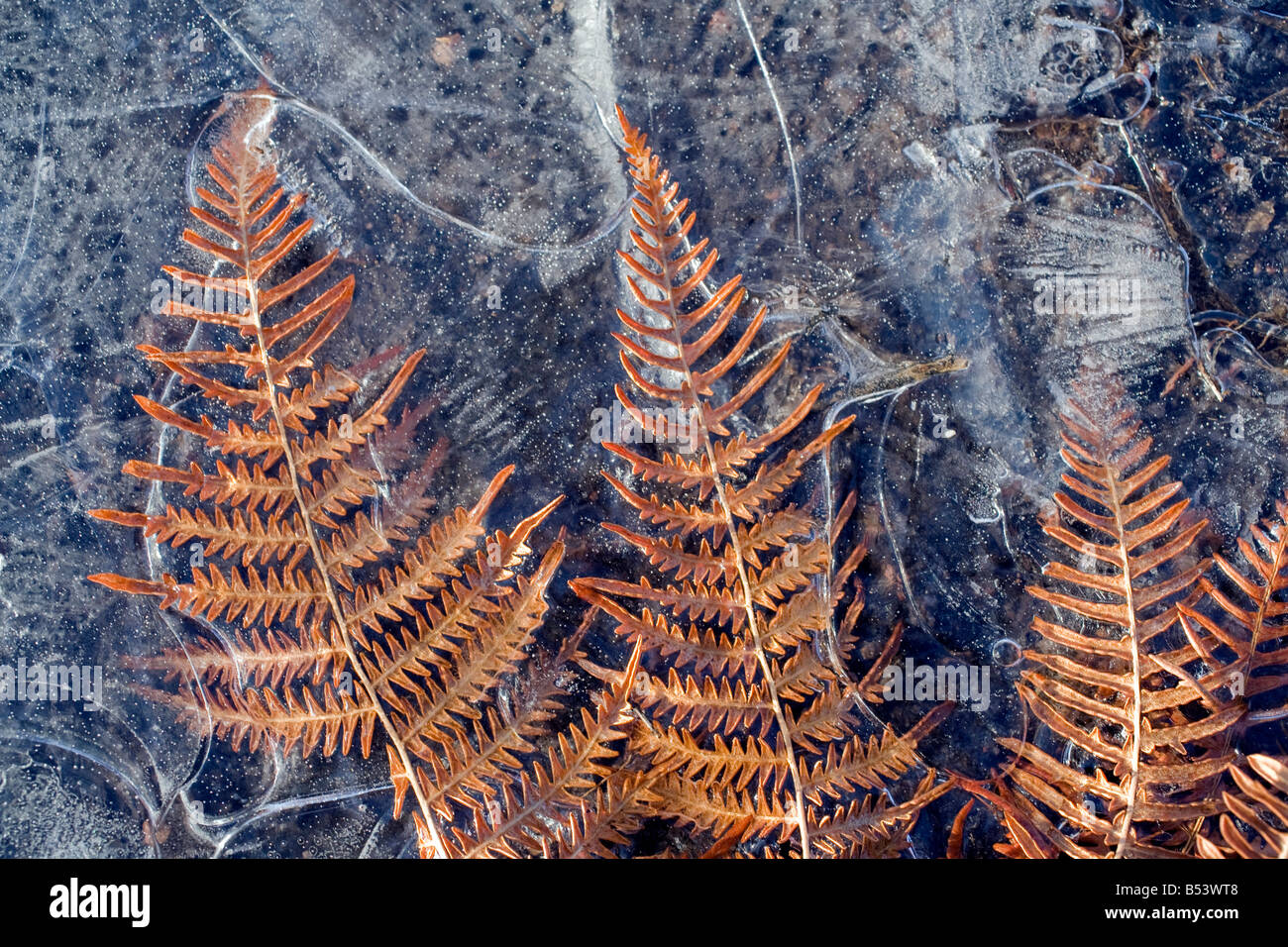 Fern Frost High Resolution Stock Photography and Images - Alamy