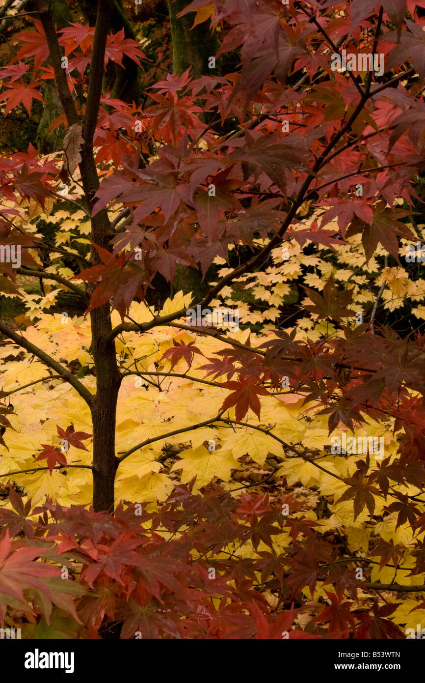 Autumn Leaf Canopy Stock Photo - Alamy