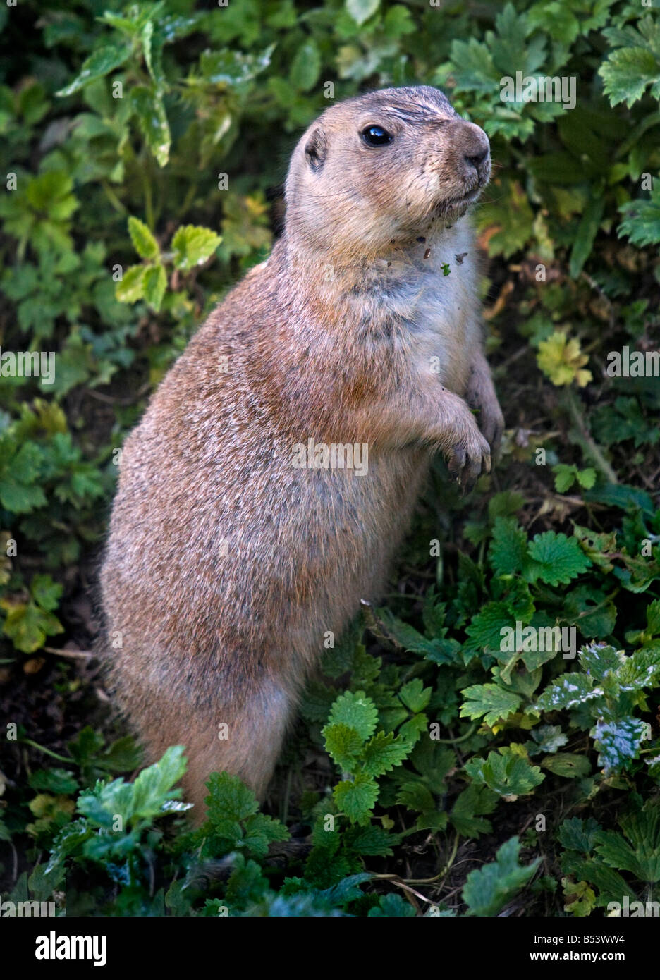 Black Tailed Prairie Dog or Marmot (cynomys ludovicianus Stock Photo ...