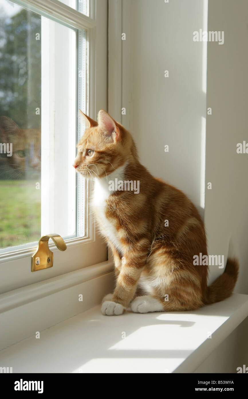 Ginger tabby kitten looking out of window Stock Photo - Alamy