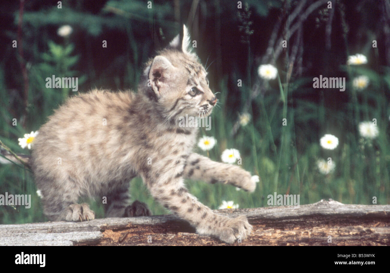 Bobcat playing hi-res stock photography and images - Alamy