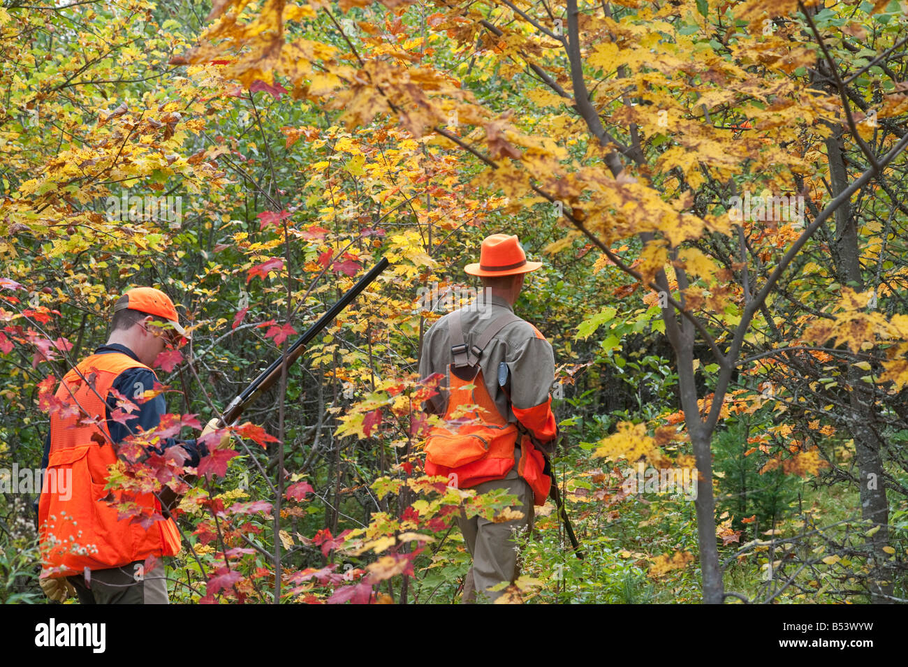 Hunting woodcock and grouse or partridge in fall cover in New Brunswick ...