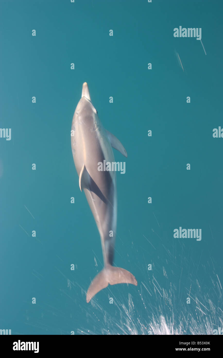 Racing Dolphin High Resolution Stock Photography and Images - Alamy