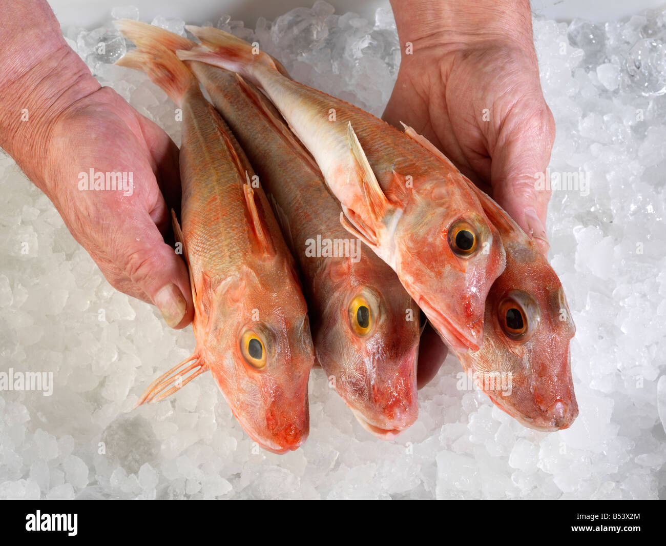 3 Gurnard fish held over a bed of ice Stock Photo - Alamy