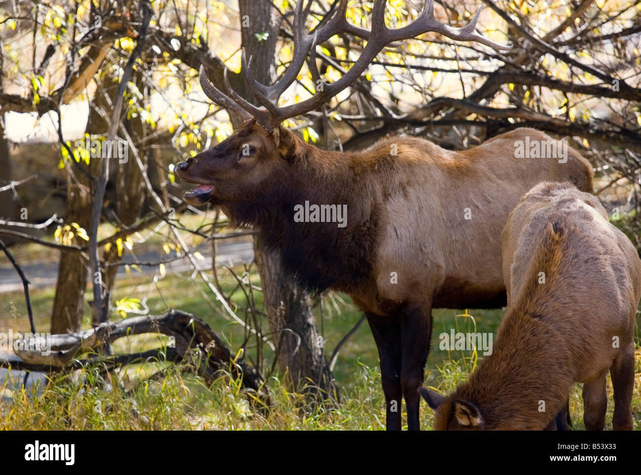 Huge bugling bull elk Stock Photo - Alamy