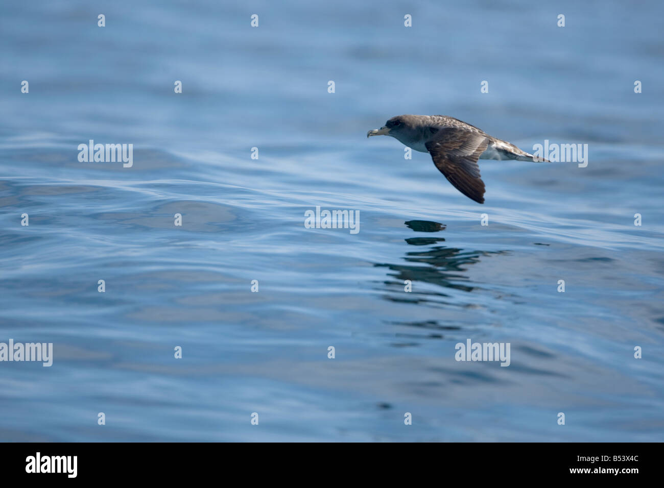 Cory's Shearwater Calonectris diomedea borealis Stock Photo - Alamy