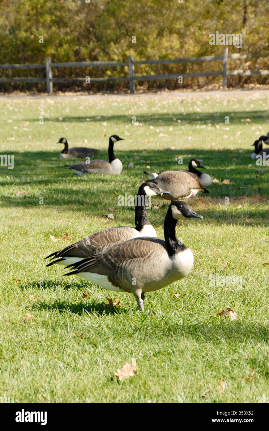 Canadian geese eating in grass Stock Photo - Alamy