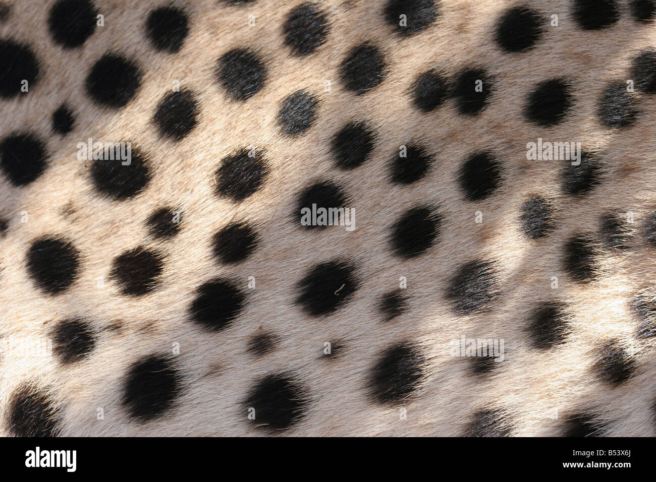 close-up cheetah skin Stock Photo - Alamy