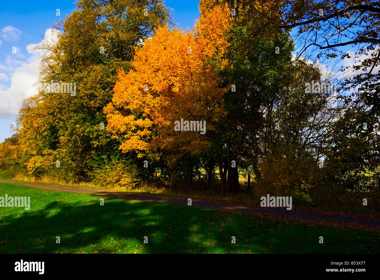 ACER CAMPESTRE FIELD MAPLE Stock Photo - Alamy