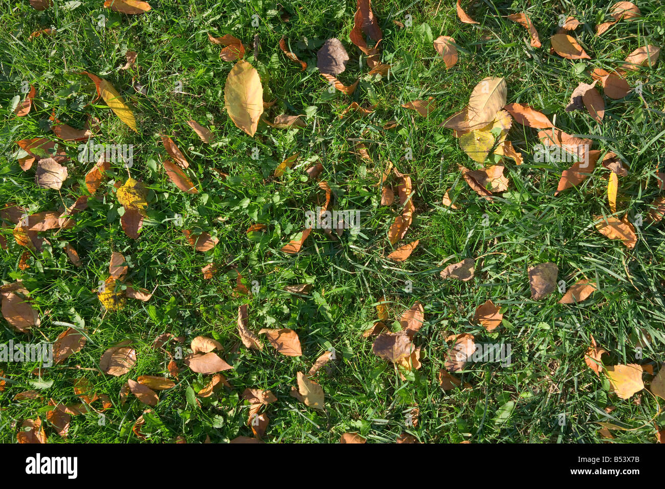 Live And Dead Leaves High Resolution Stock Photography and Images - Alamy