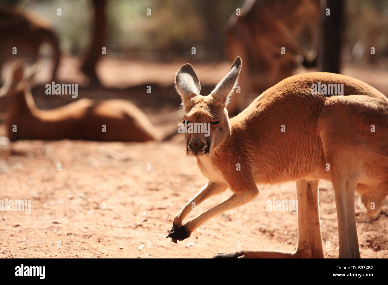 Australia northern territory outback kangaroo hi-res stock photography ...