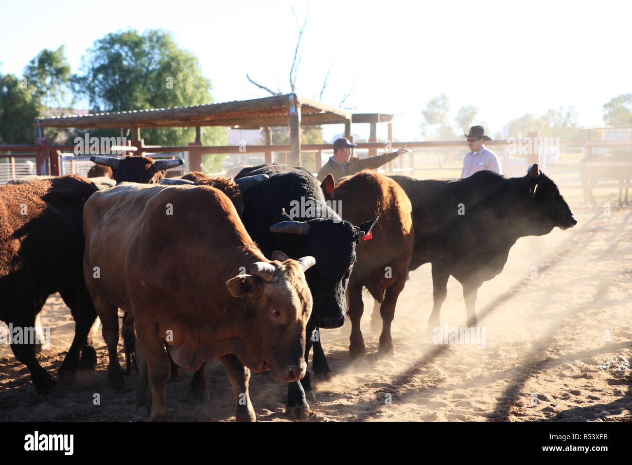 Rodeo northern territory hi-res stock photography and images - Alamy