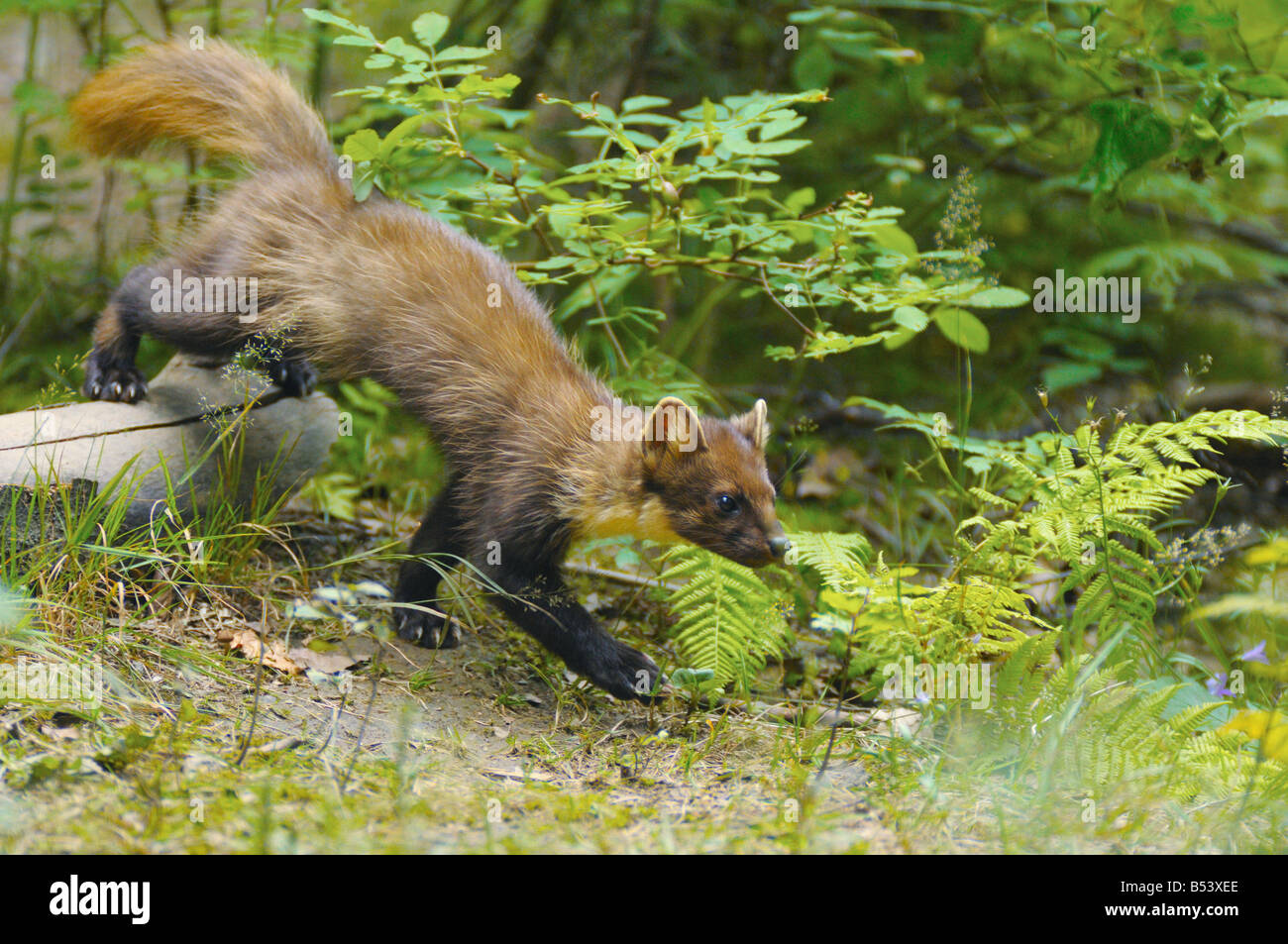Pine marten running hi-res stock photography and images - Alamy