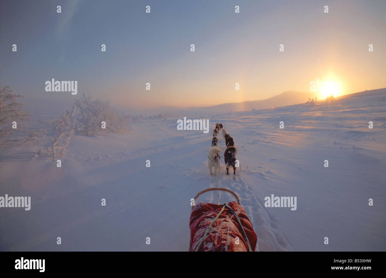 huskies - pulling sledge in polar night Stock Photo - Alamy